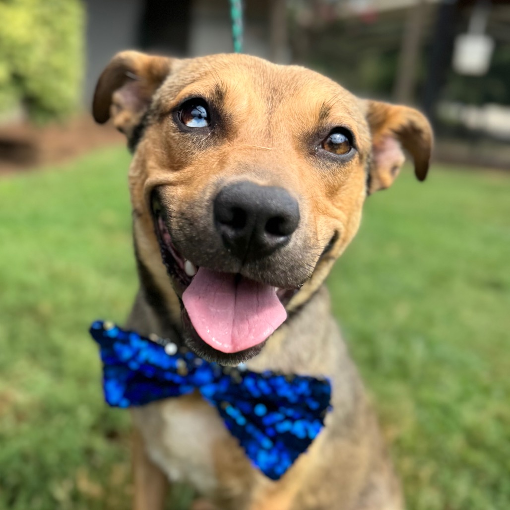 Frog is available for adoption at Greenville County Animal Care