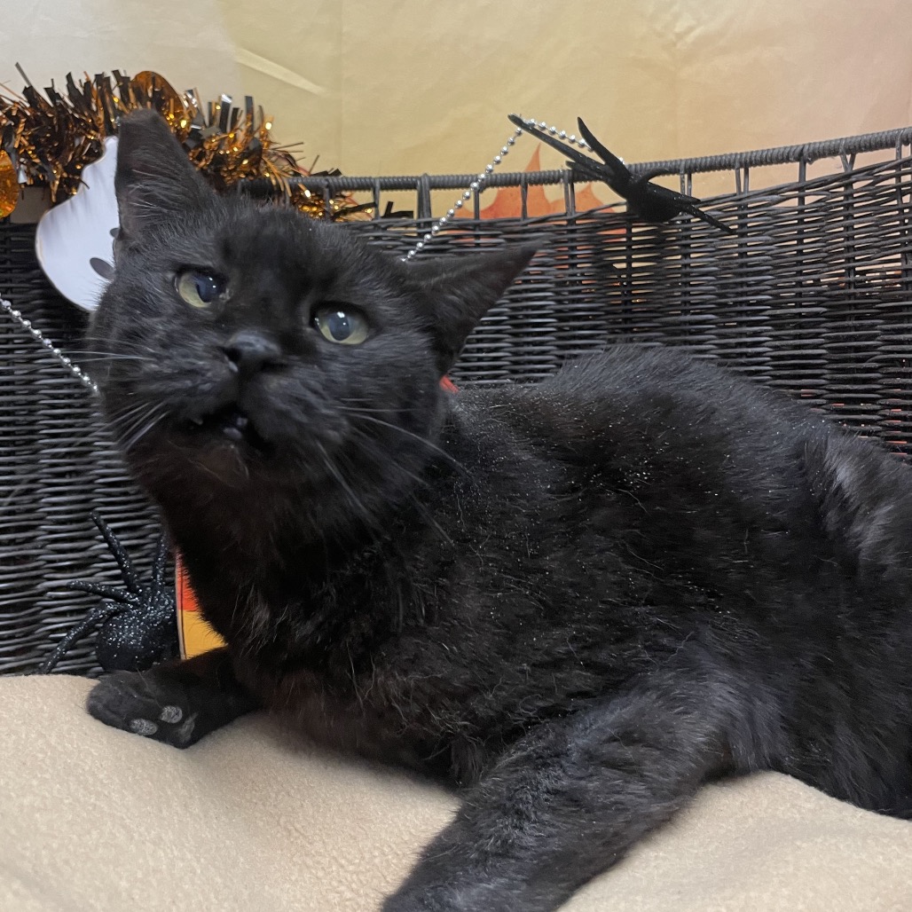 Wanda is available for adoption at Henderson Animal Protection Services
