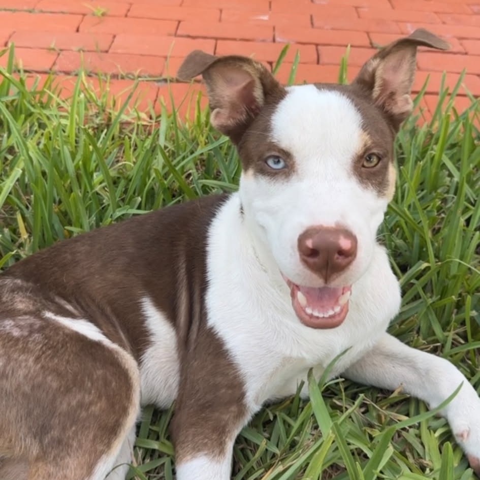 Lolo is available for adoption at Palm Valley Animal Society