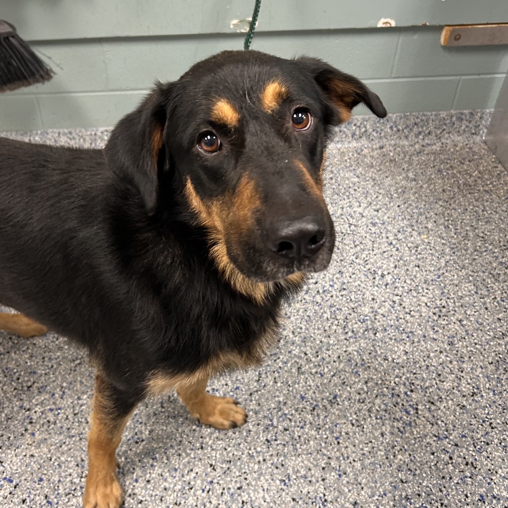 Mando is available for adoption at Greenville County Animal Care