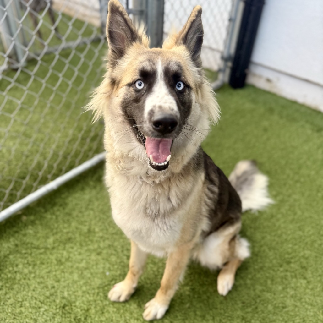 spcaLA – DEDICATED TO THE PREVENTION OF CRUELTY TO ANIMALS SINCE 1877