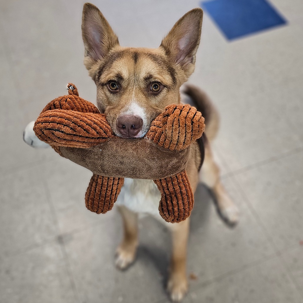 Jagger is Available for Adoption at Union County Humane Society