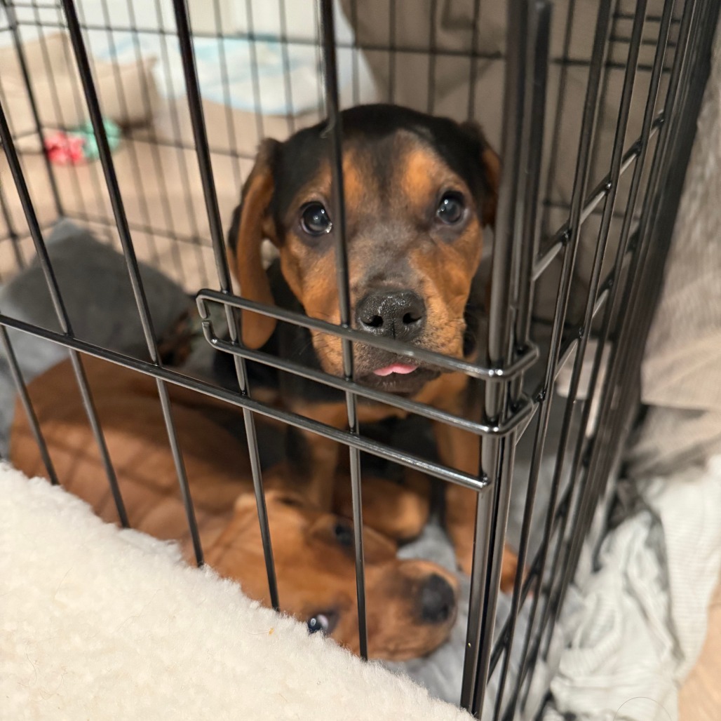 Olympic Pup: Carla – LDCRF