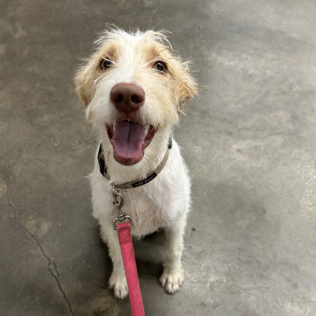 Josie is available for adoption at Humane Society of Tampa Bay ...
