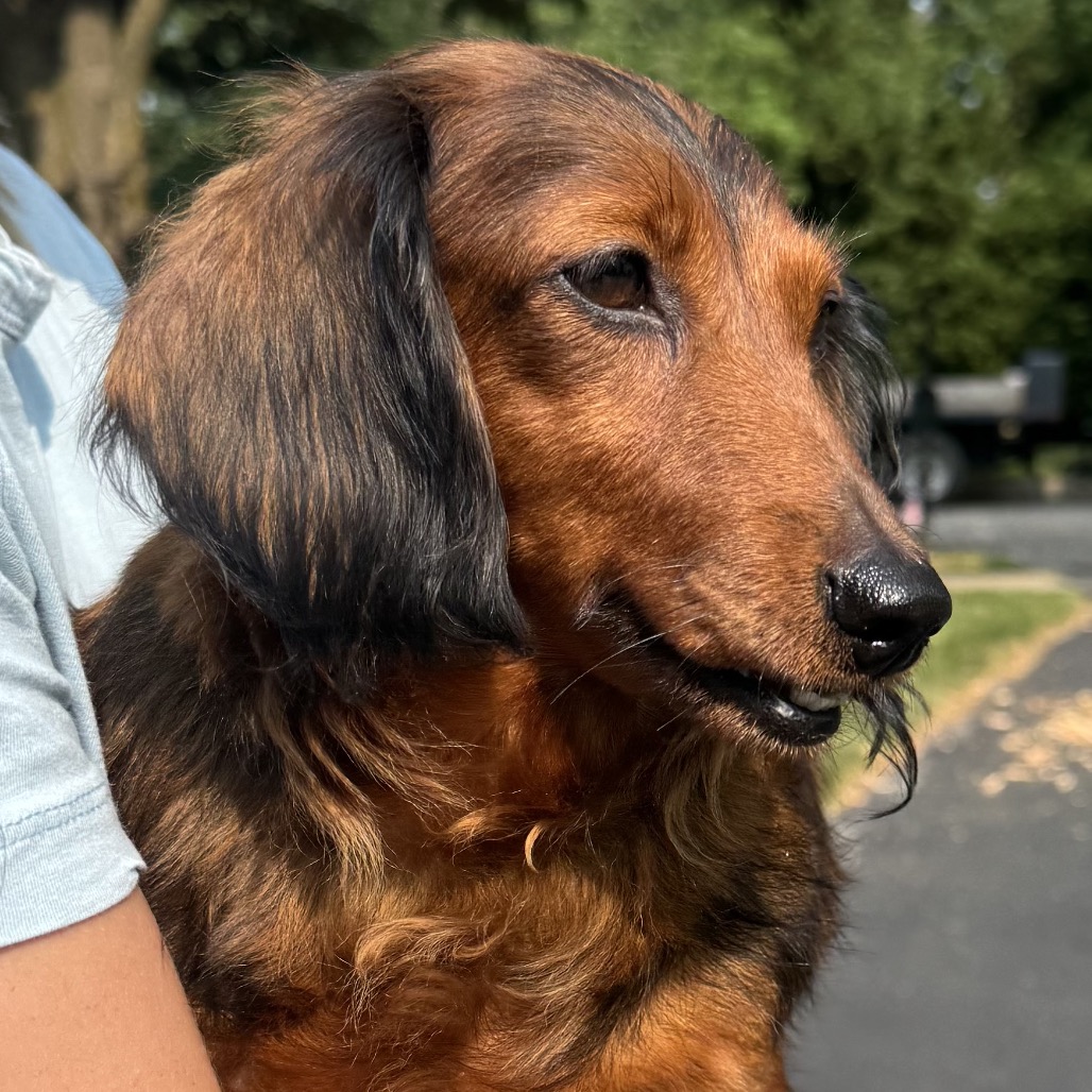 Sunshine - Phoenix Animal Rescue