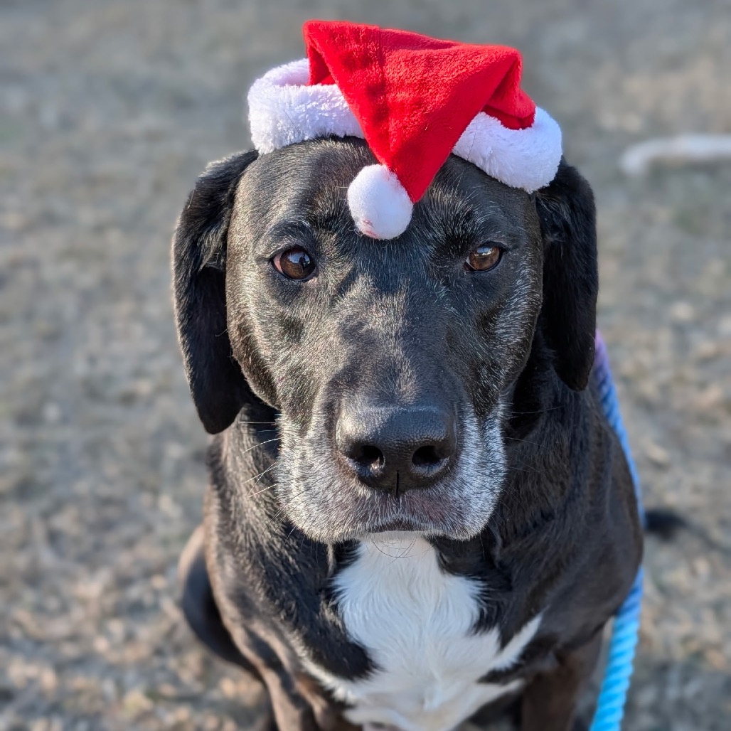 Stella Blue 04-1218 is available for adoption at Royal Animal Refuge