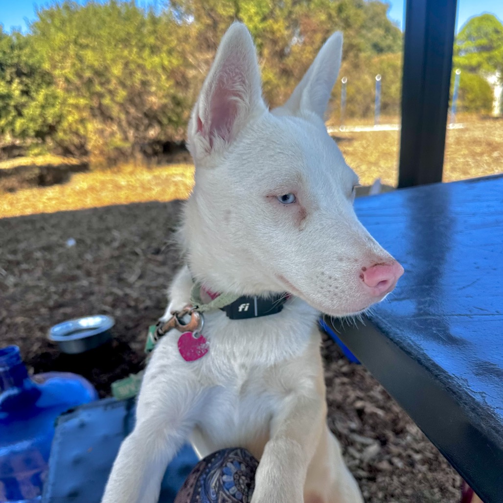 BOLT now TSUKI is available for adoption at Milo Foundation