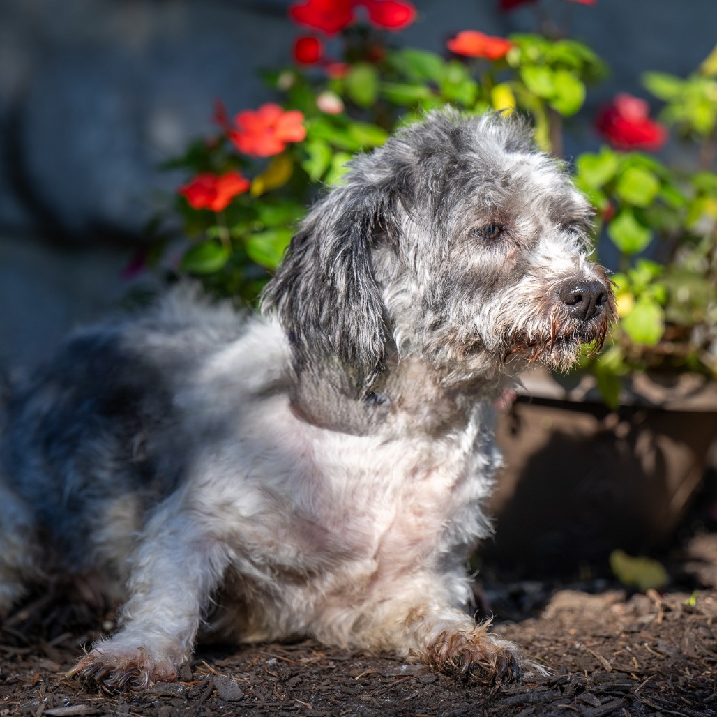 Bess - Phoenix Animal Rescue