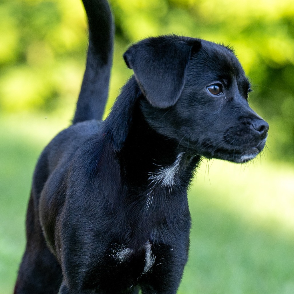Bluey - Phoenix Animal Rescue