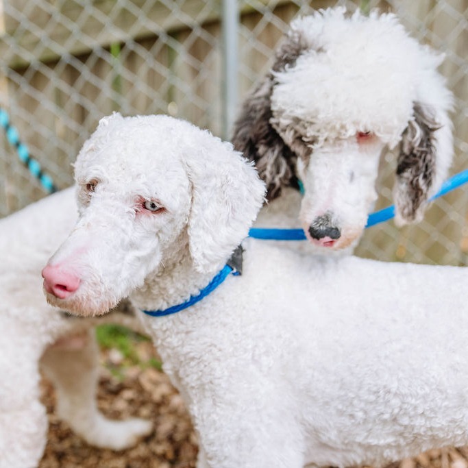 Harper - Phoenix Animal Rescue