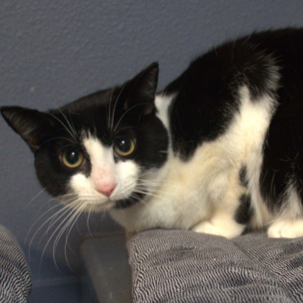 Curry is available for adoption at SPCA Florida