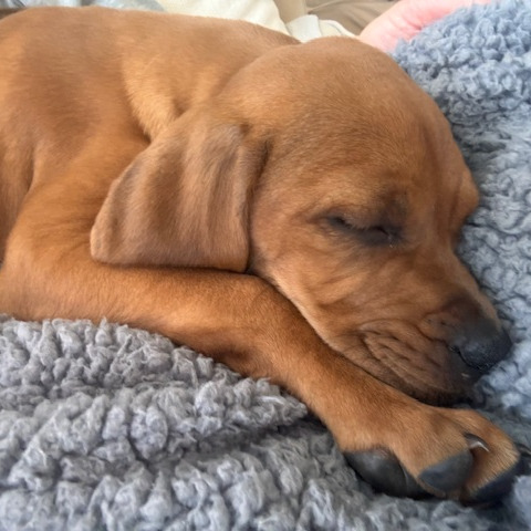 Olympic Pup: Simone – LDCRF