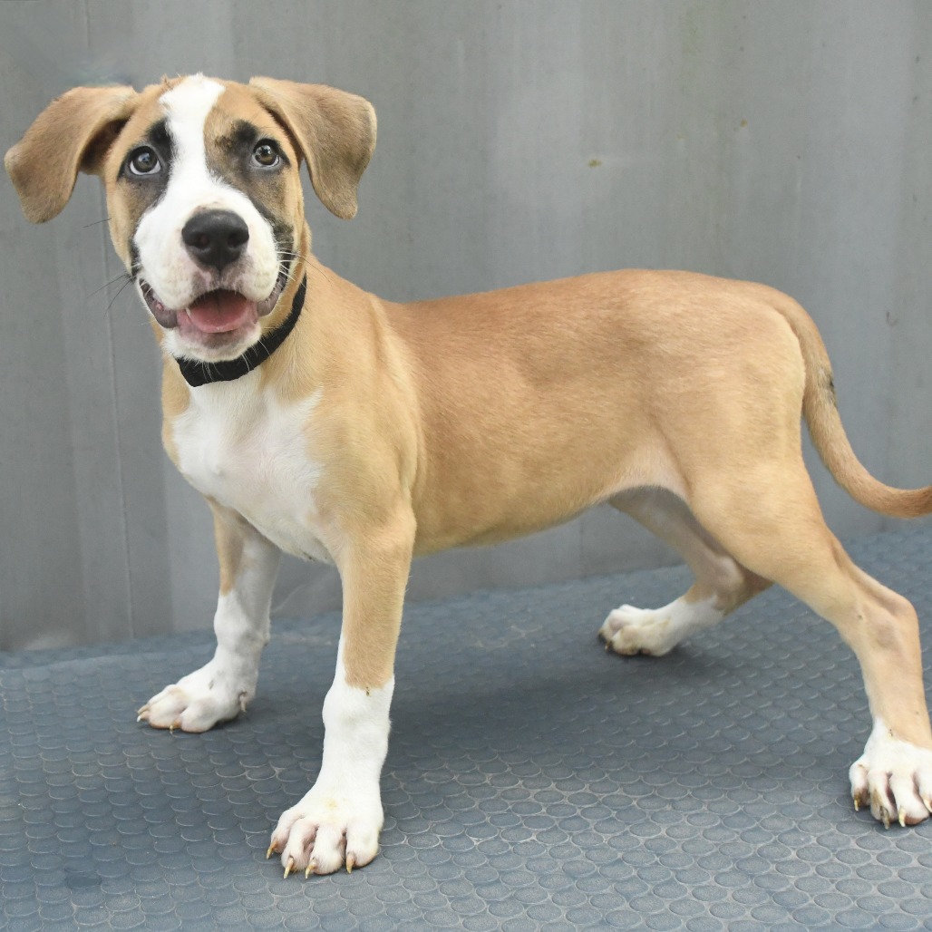 Brandi is available for adoption at Humane Society of West Michigan