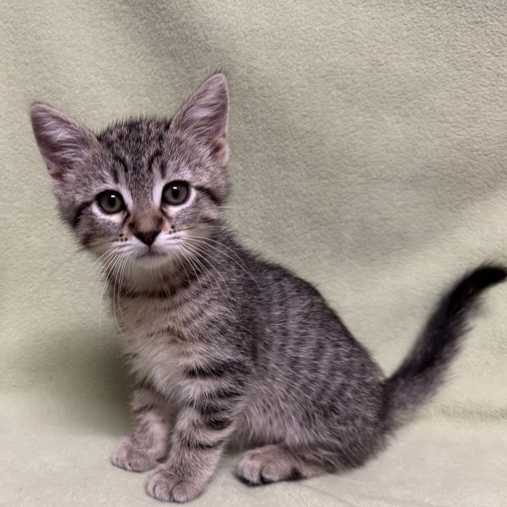 MAPLE is available for adoption at Milo Foundation