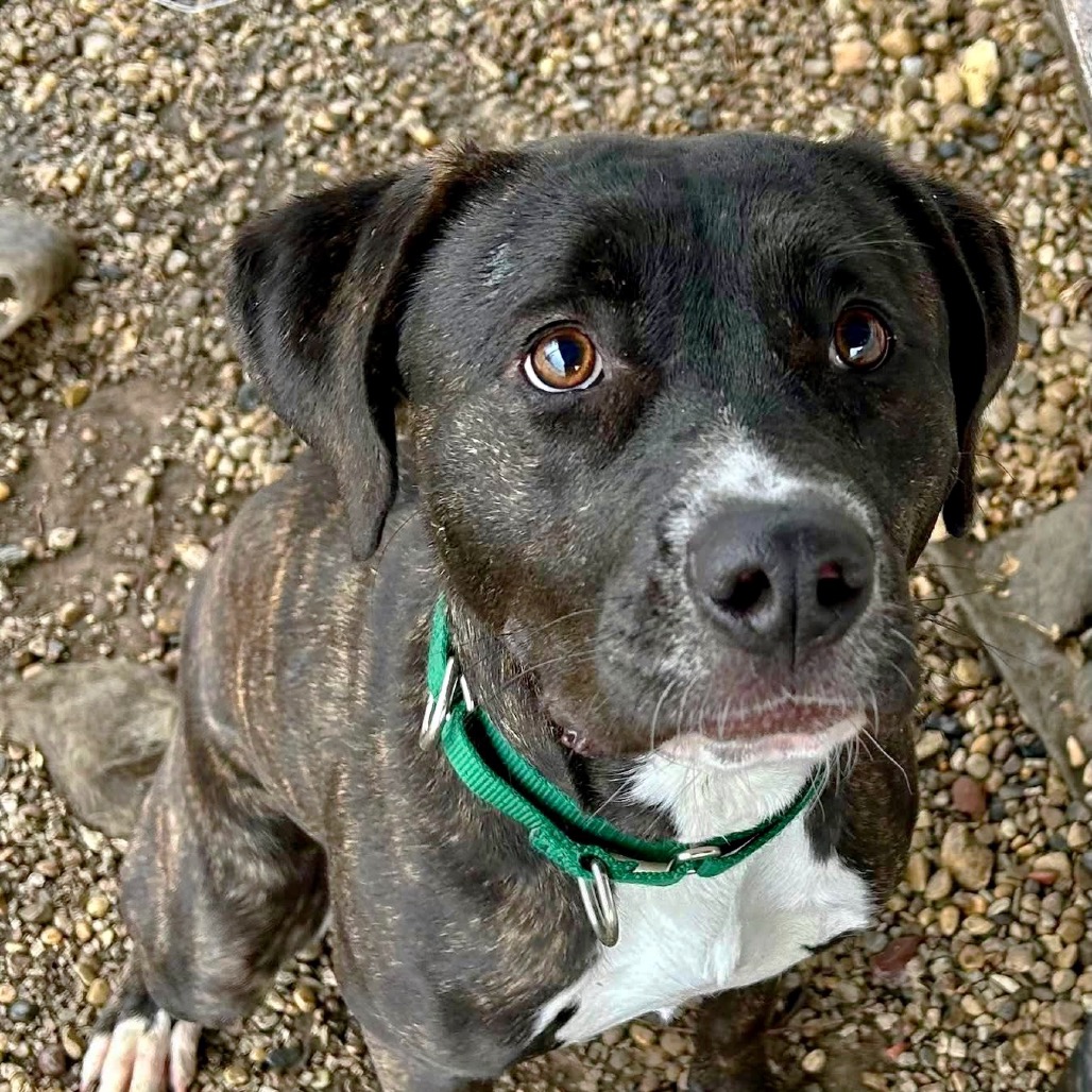 Adopt Dogs - Orphans of the Storm