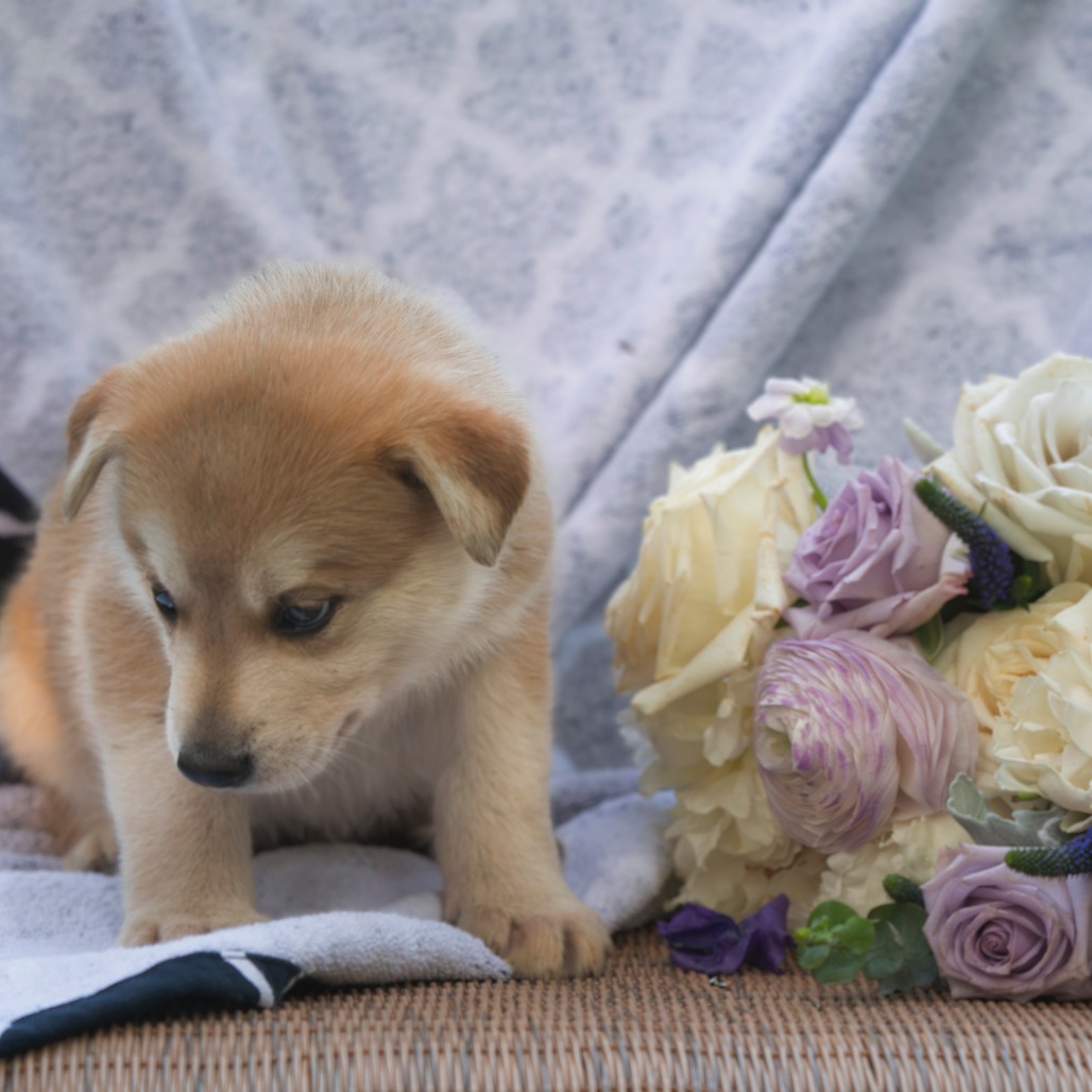 Adoptable Dogs - Rescue Network