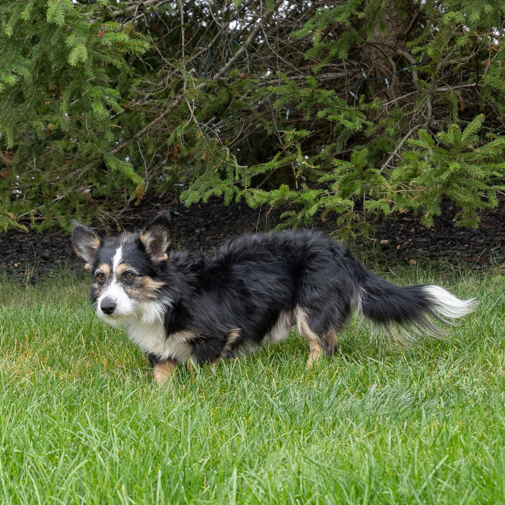 Rudy is available for adoption at Happy Bark