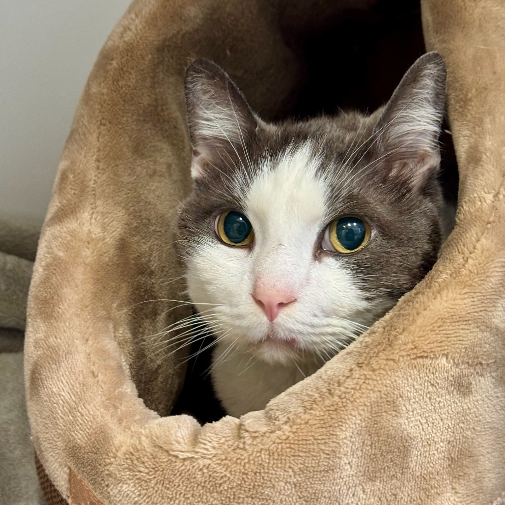 Adoptable – spcaLA