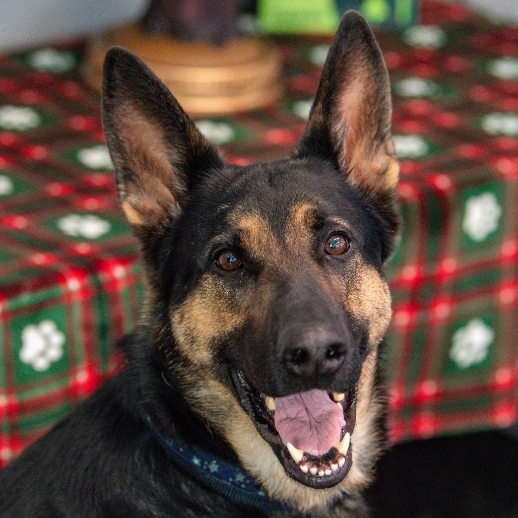 Kimber | Available for Adoption at Animal Welfare Society (AWS)