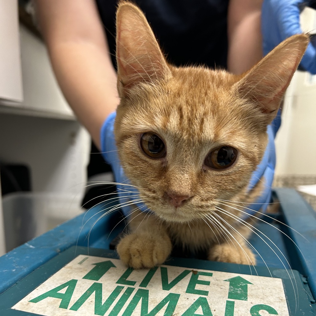 68705 - #16 - RHSPCA