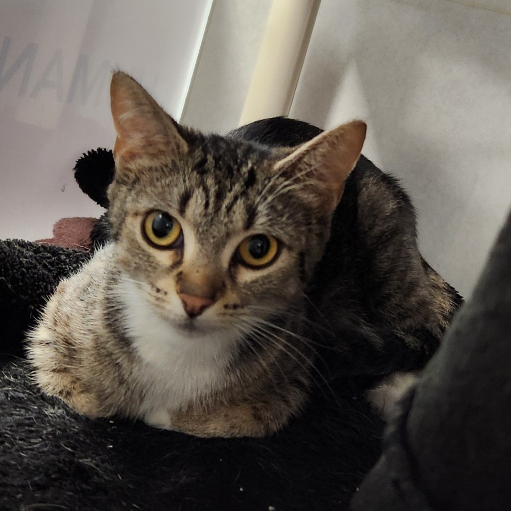 Ms. Frizzle is available for adoption at Humane Society of West Michigan