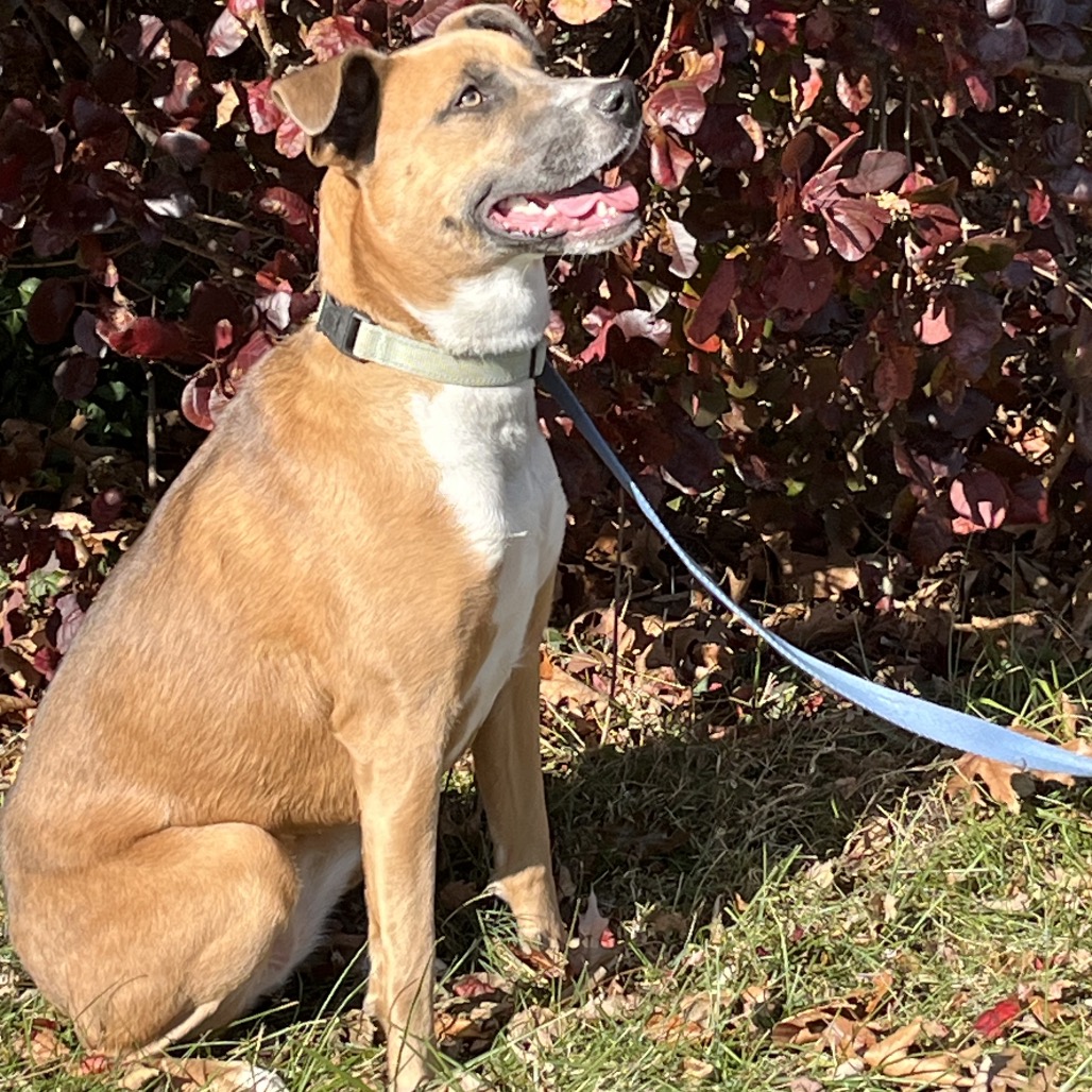 Julie is available for adoption at PetConnect Rescue