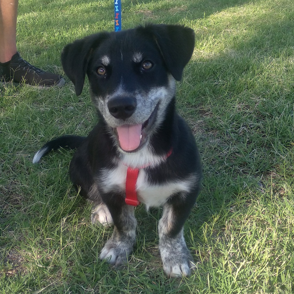 Meet Highlander, a Dachshund, Standard Smooth Haired/Husky Dog ...