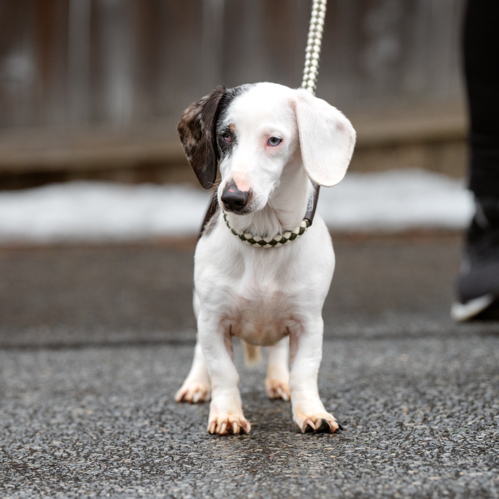 Helena - Phoenix Animal Rescue
