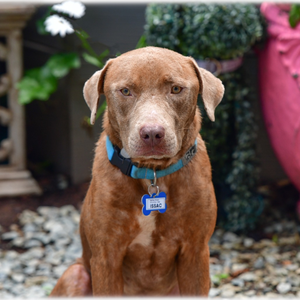 Issac is available for adoption at Saving Grace Animals for Adoption