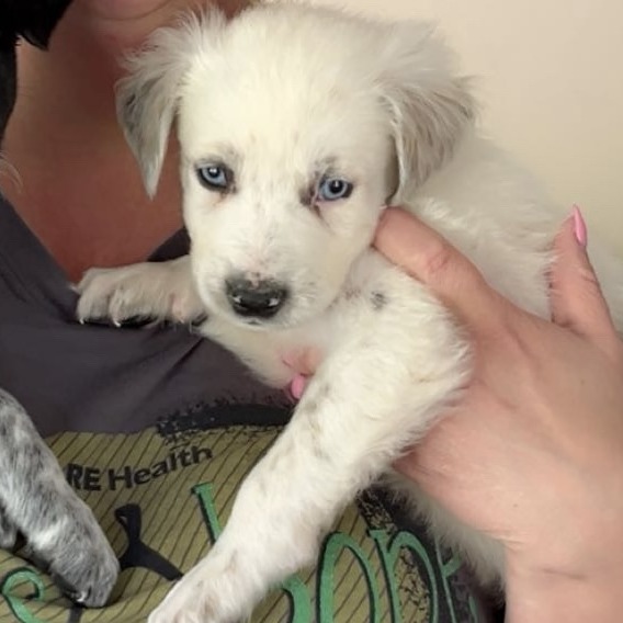 Adoptable Dogs - Rescue Network