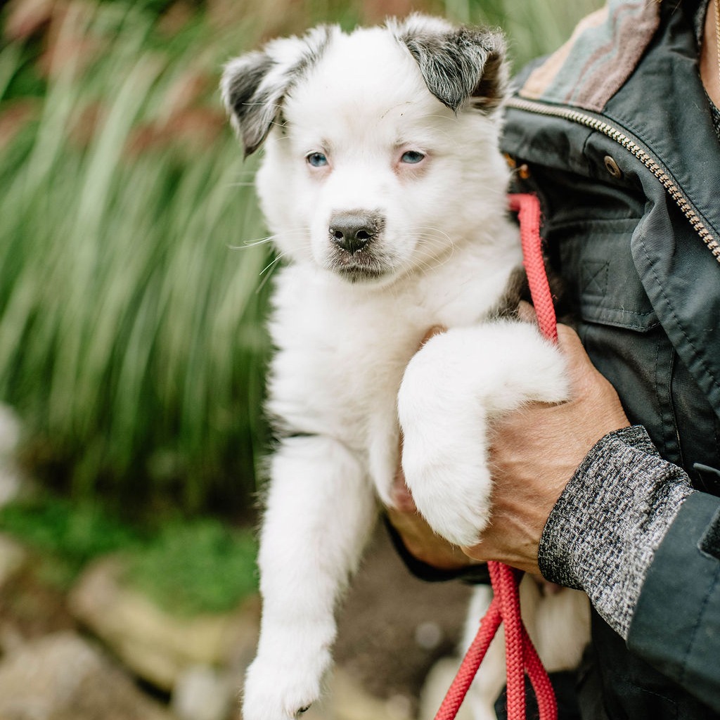 Eugene - Phoenix Animal Rescue