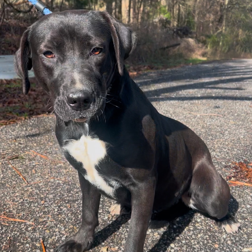 Adopt Dogs - Orphans of the Storm