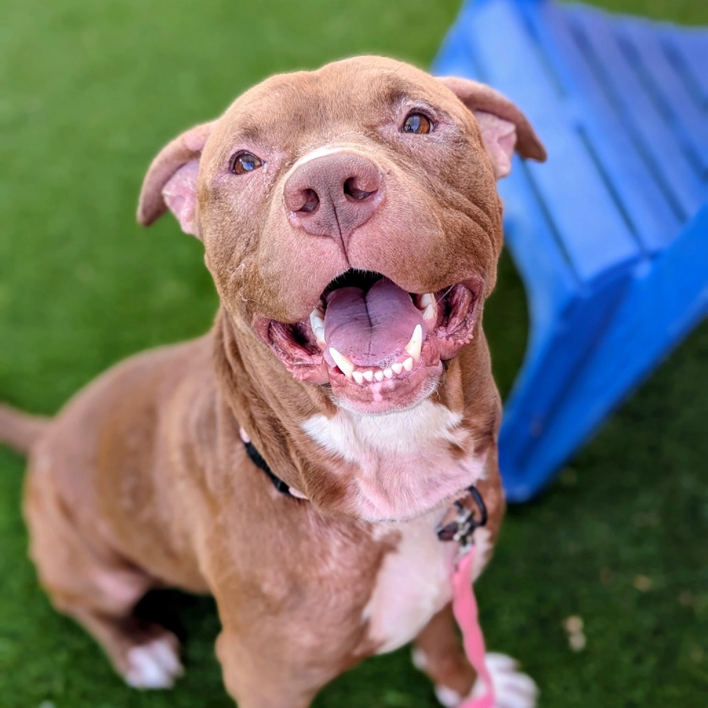 Hammy Hambone is available for adoption at Renegade Paws Rescue