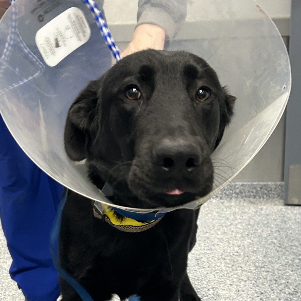 Kody is available for adoption at Greenville County Animal Care
