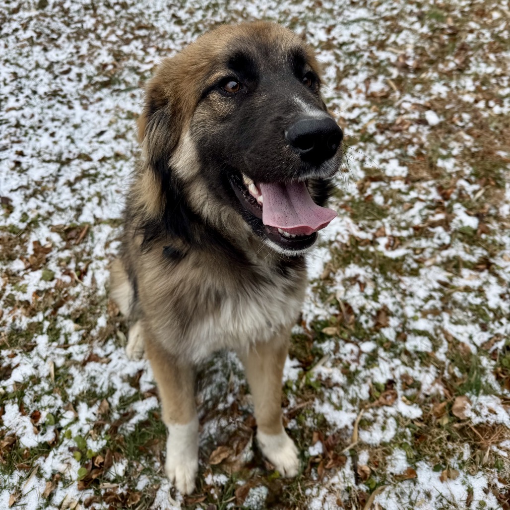 Cinnamon - Phoenix Animal Rescue