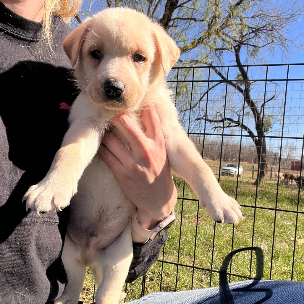 Adopt Dogs - Orphans of the Storm