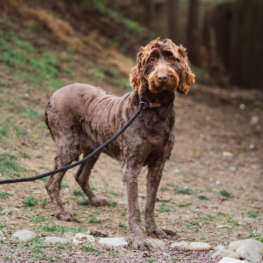 Sheila - Phoenix Animal Rescue