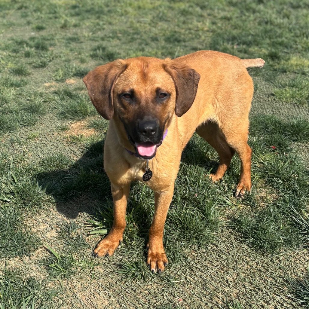 Adoptable Dogs - Stray Paws Rescue