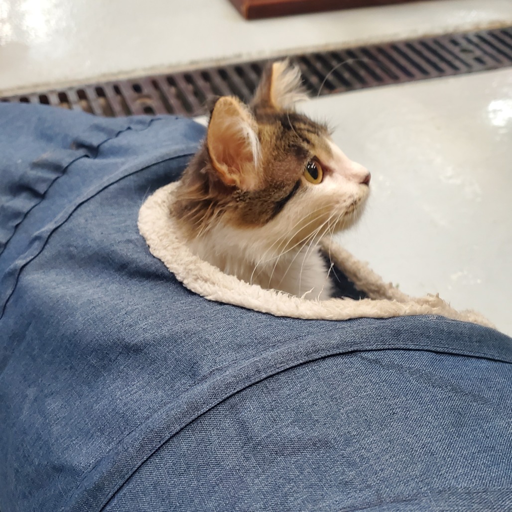 Lydia is available for adoption at Fawn's Family Rescue