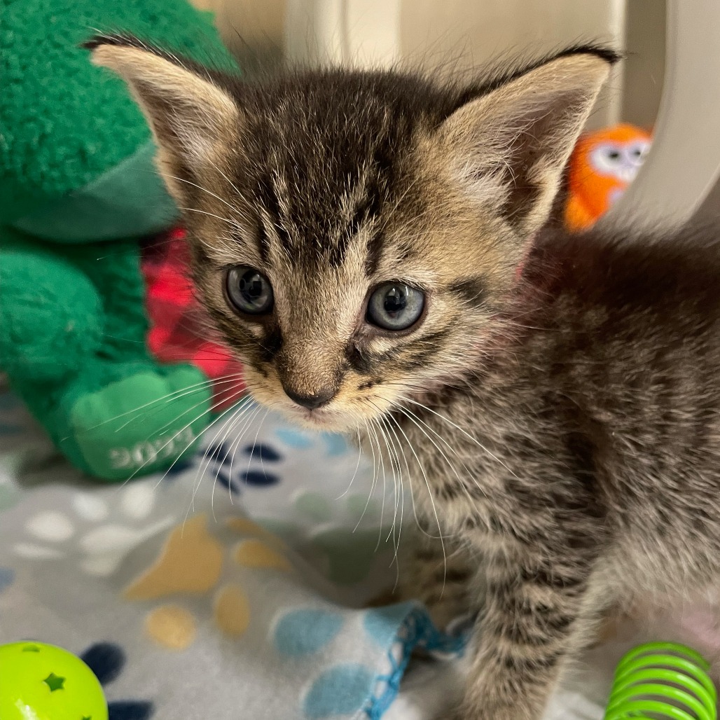 Foster | Start your fostering journey today and help save lives