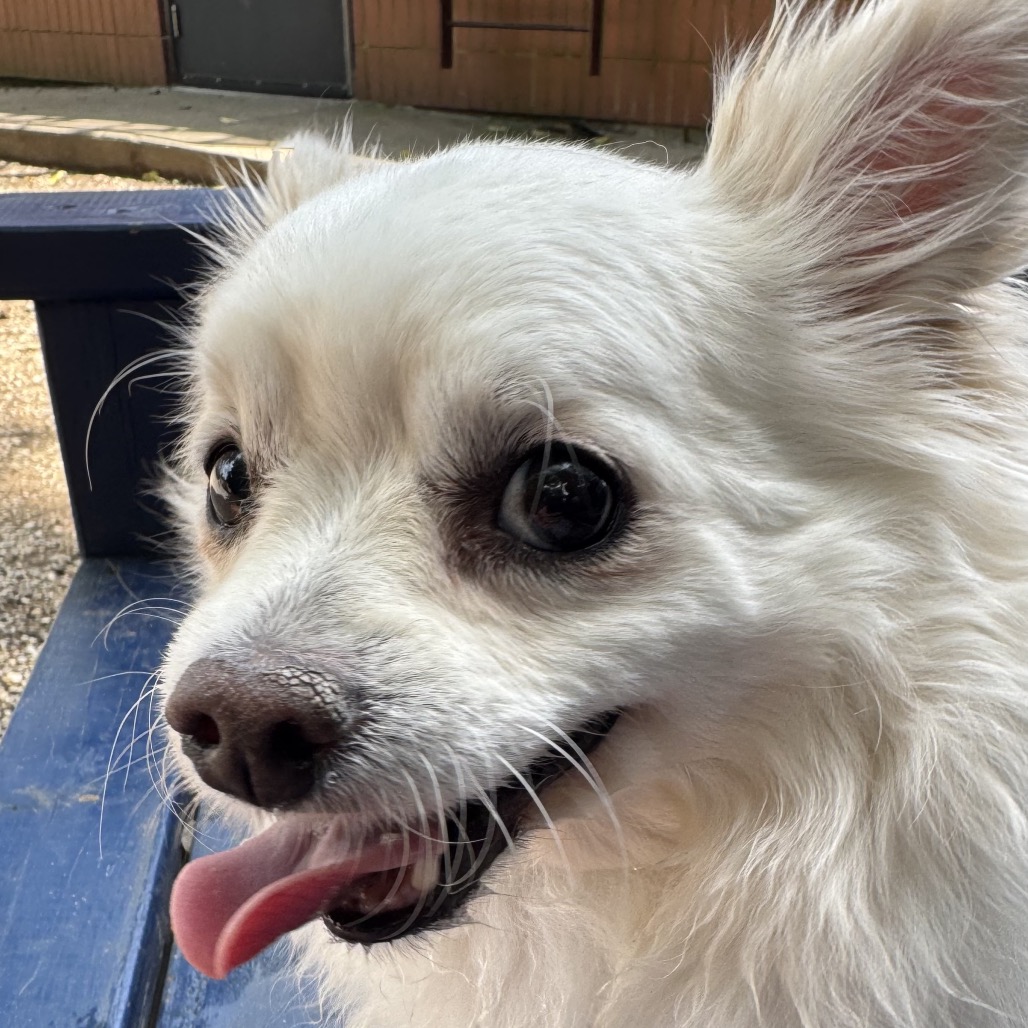 Pescal is available for adoption at Humane Society Of Greater Dayton