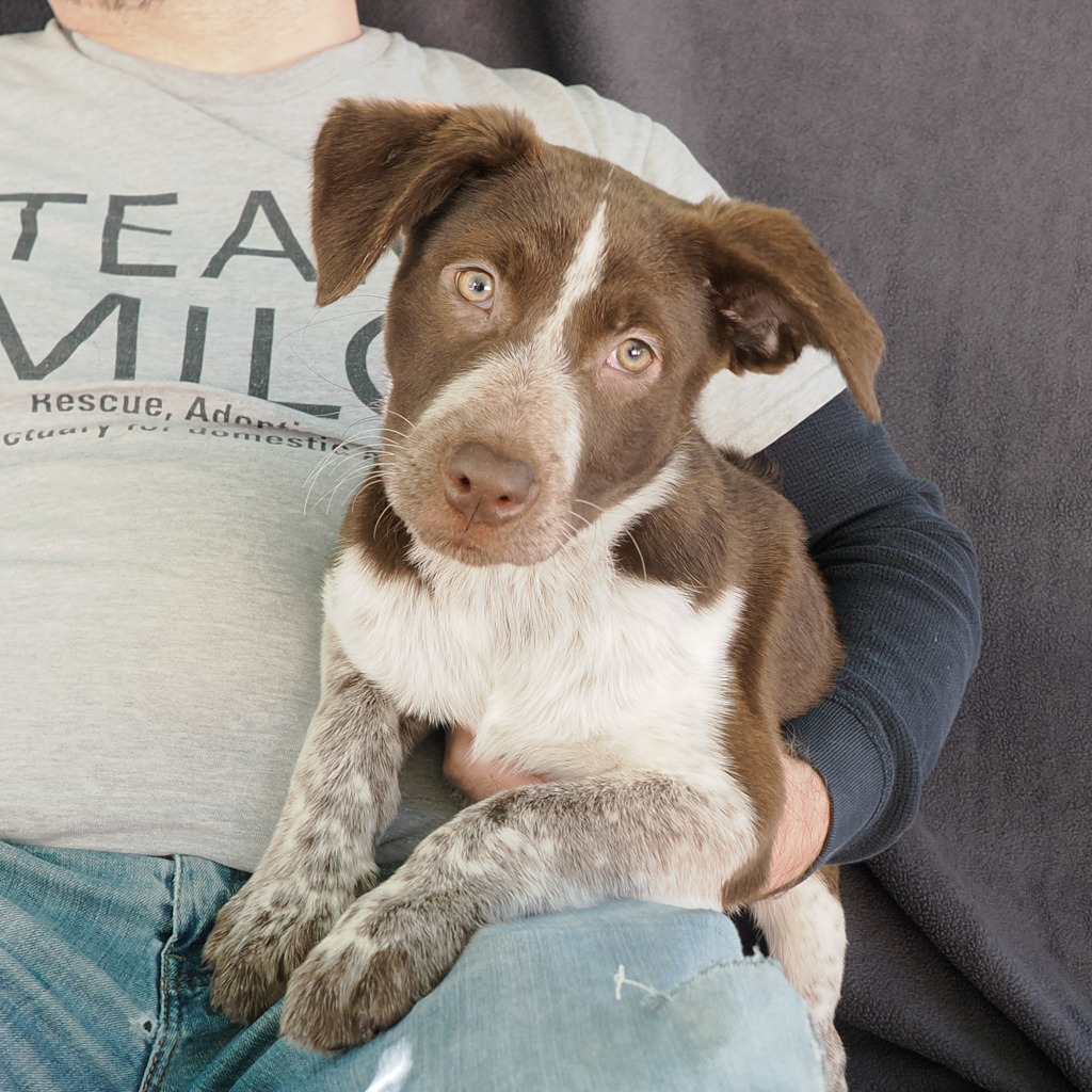 PROP is available for adoption at Milo Foundation