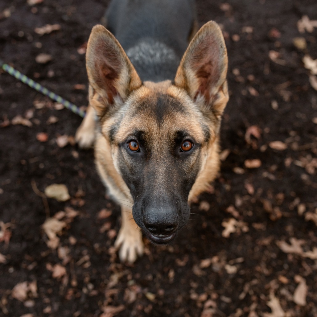 Chai - Phoenix Animal Rescue