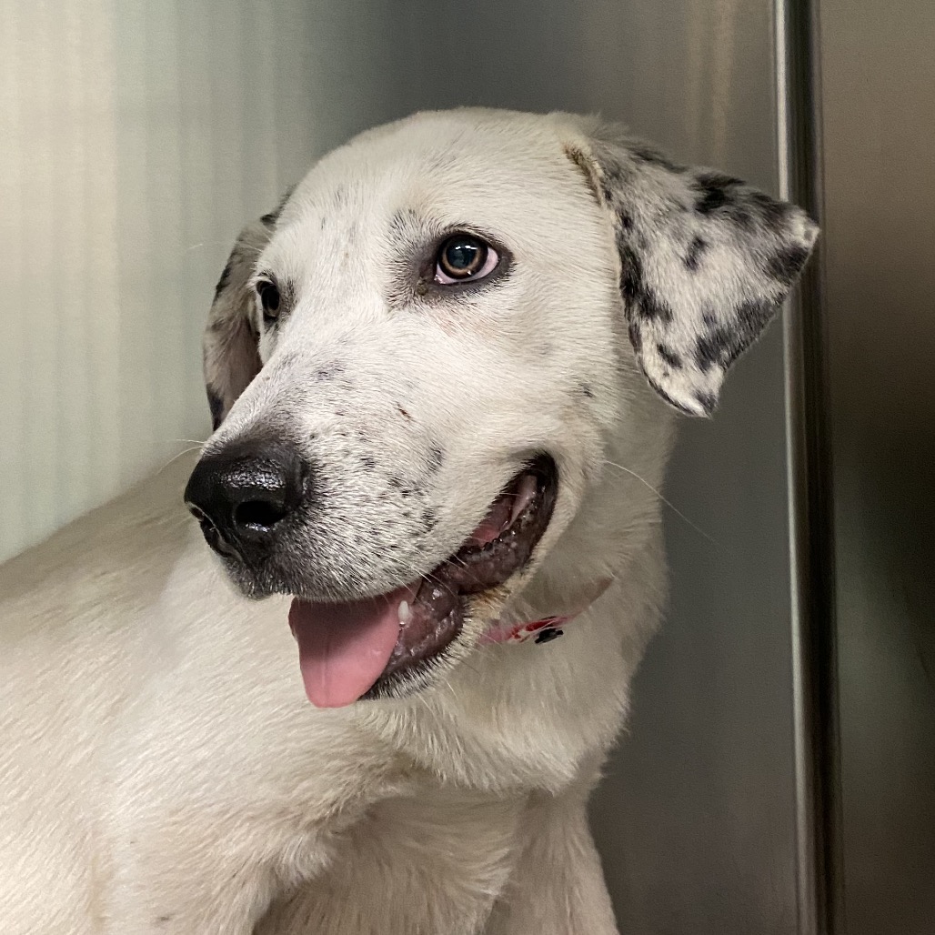 Salt N Peppa is available for adoption at Memphis Animal Services