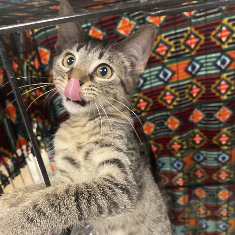 Meet Robyn, a Domestic Shorthair Cat Available For Adoption | Lost Our Home