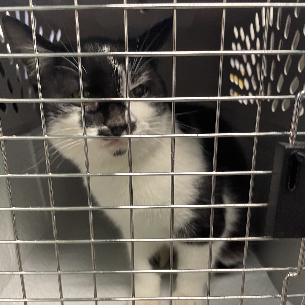 PGH-Stray-117325 - Humane Animal Rescue