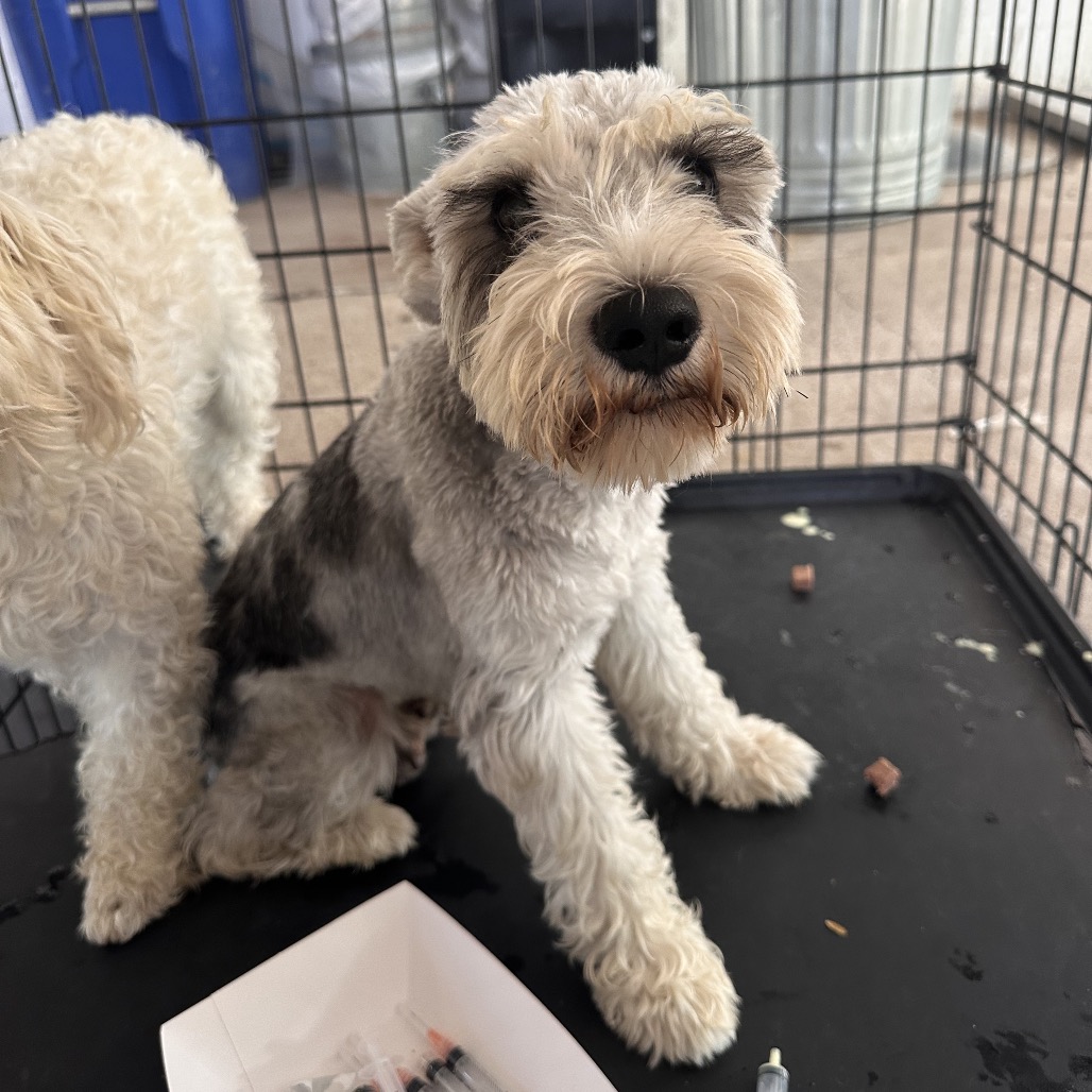 Vanya is available for adoption at Palm Valley Animal Society