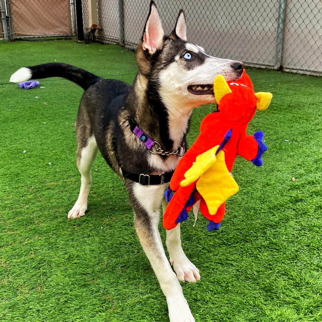 Meet Marbles, a Husky/Mixed Breed (Medium) Dog Available For Adoption ...