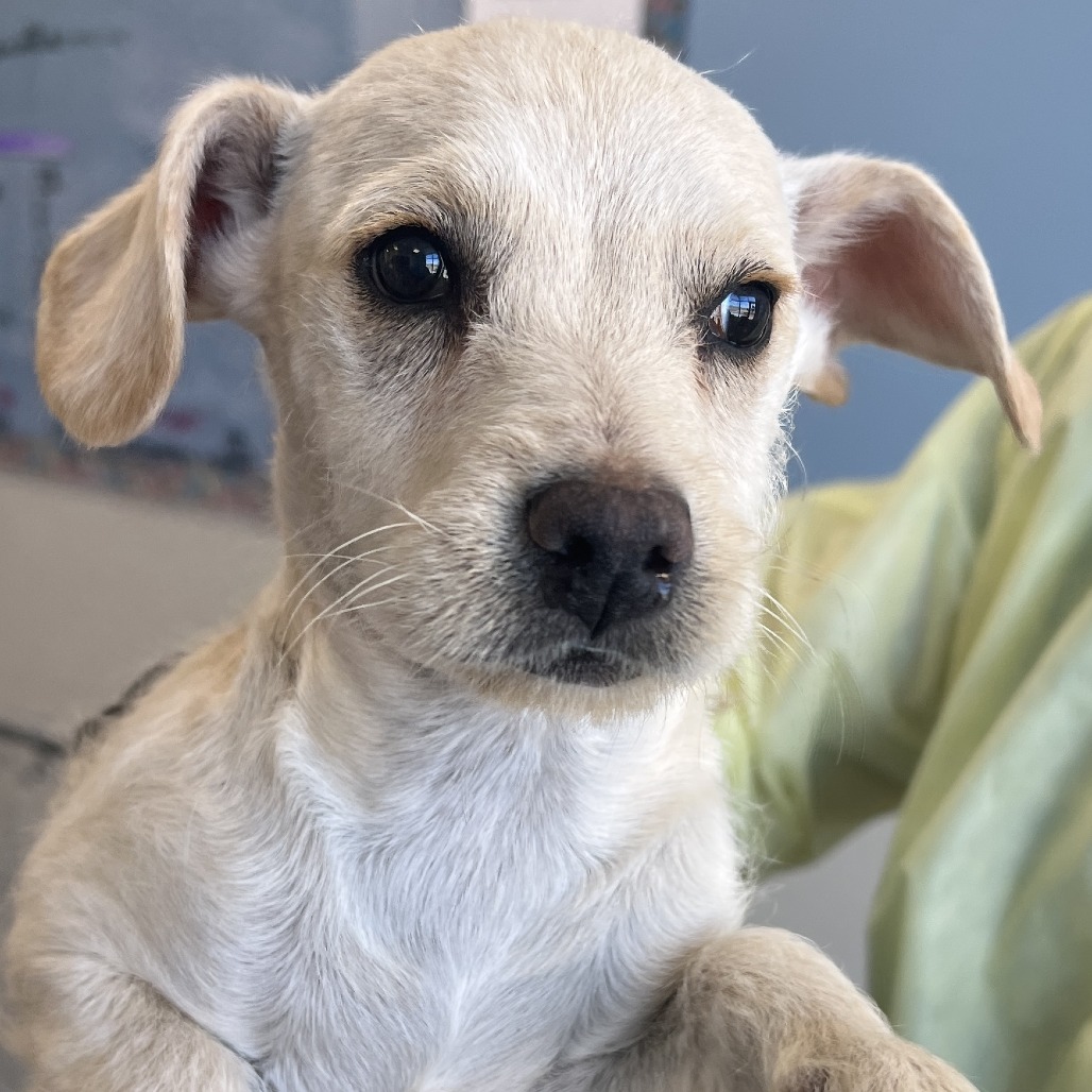 Zephyr is available for adoption at The Animal Services Center