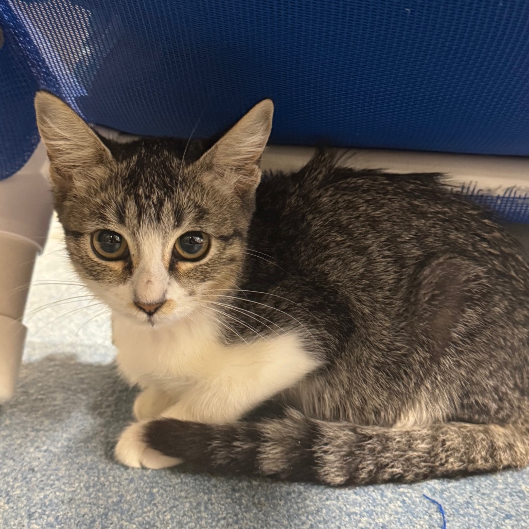 Blue Ivy is available for adoption at Palm Valley Animal Society